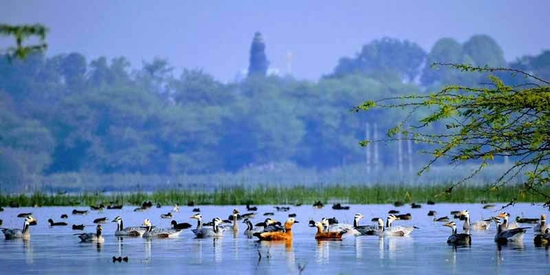 Bird Walk at Menar Bird Village (Ramsar Site), Rajasthan – Ataavi