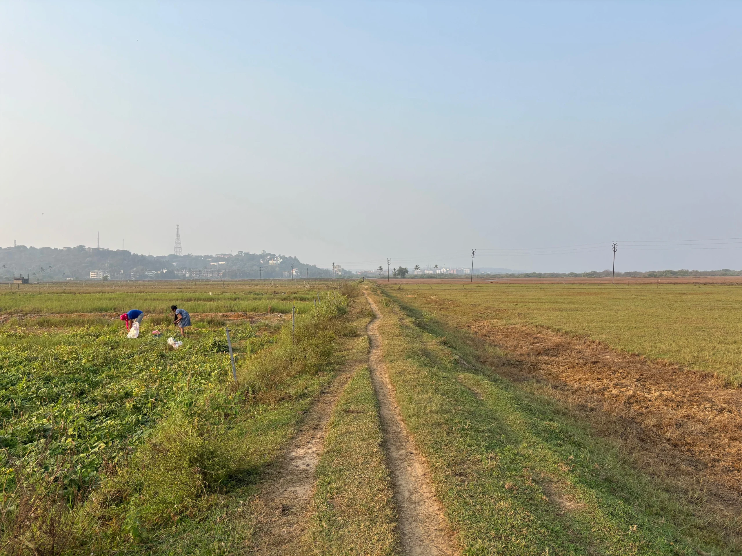Bird Walk at Santa Cruz Wetland, Goa – Ataavi